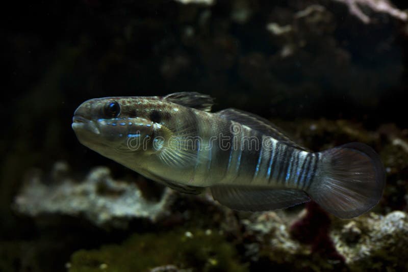 Sleeper Banded Goby, White-barred Goby Amblygobius Phalaena. Stock ...