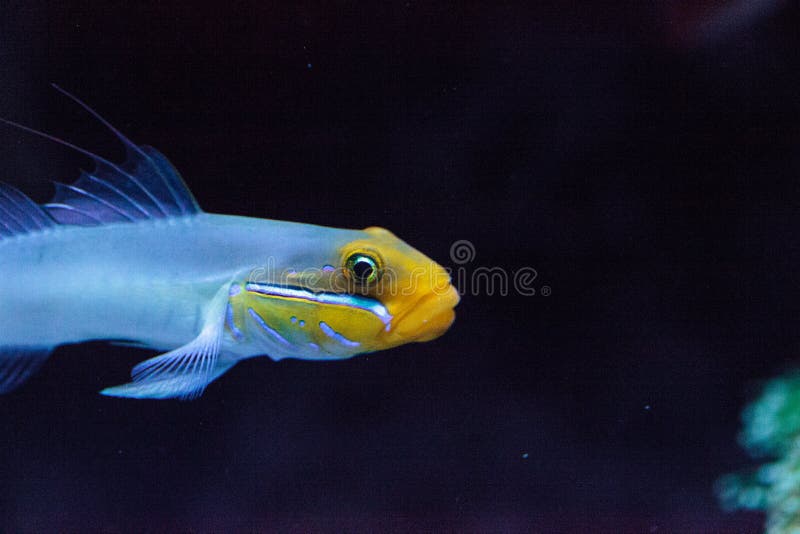 Sleeper Gold Head Goby Fish Valenciennea Strigata Stock Image - Image ...