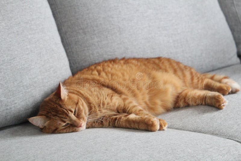 Sleeping Adorable Orange Cat Laying on a Couch Stock Photo - Image of ...