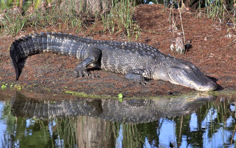 2,385 Sleeping Crocodile Stock Photos - Free & Royalty-Free Stock ...