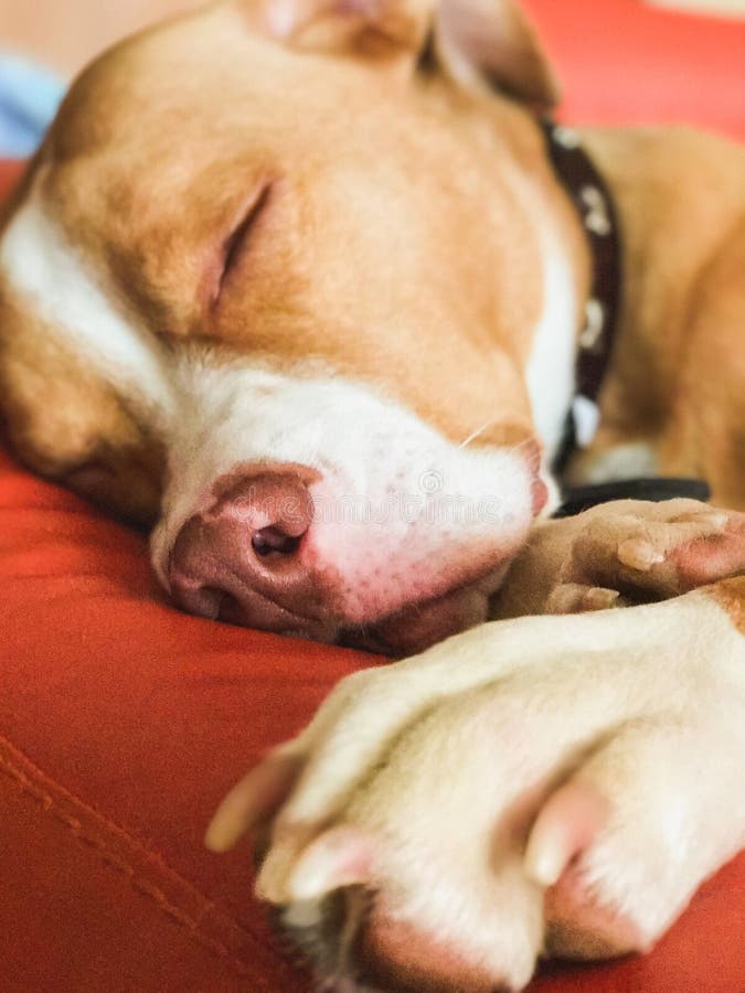 310 Beige Pitbull Stock Photos - Free & Royalty-Free Stock Photos from ...