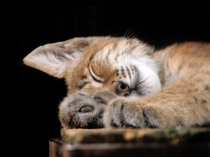 Sleeping animal stock photo. Image of zoopark, background - 1089344