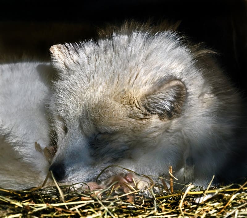 Sleeping arctic fox 5 stock photo. Image of yelp, view - 137601556