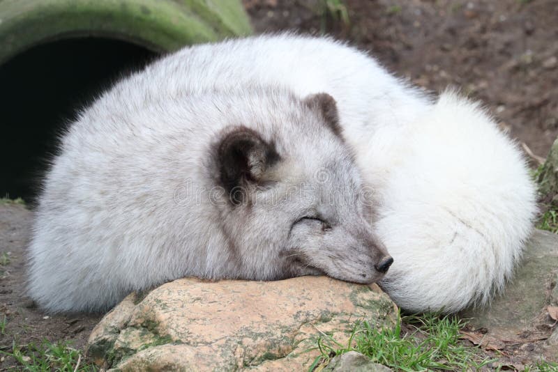 Sleeping artic fox stock photo. Image of sheep, predator - 265600686