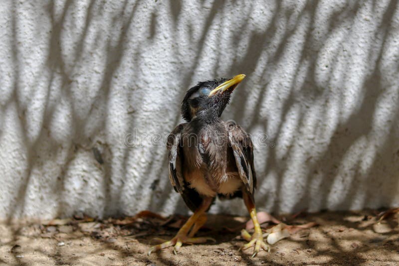 Sleeping Baby Common Myna Shade Shadow Stock Image - Image of finch ...