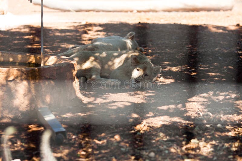 Slipping lions female stock image. Image of female, horns - 85543689