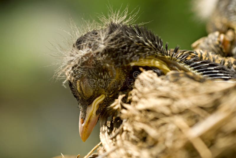 Sleeping Baby Robin stock image. Image of daytime, cute - 8616715