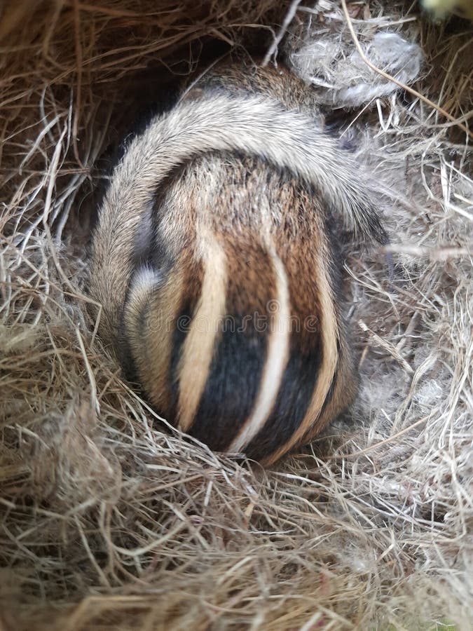 A sleeping baby squirrel. stock image. Image of animal - 272030655