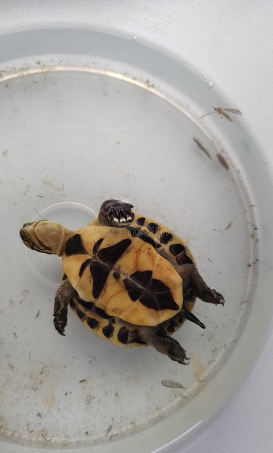 Sleeping baby turtle stock photo. Image of sleeping - 259496382