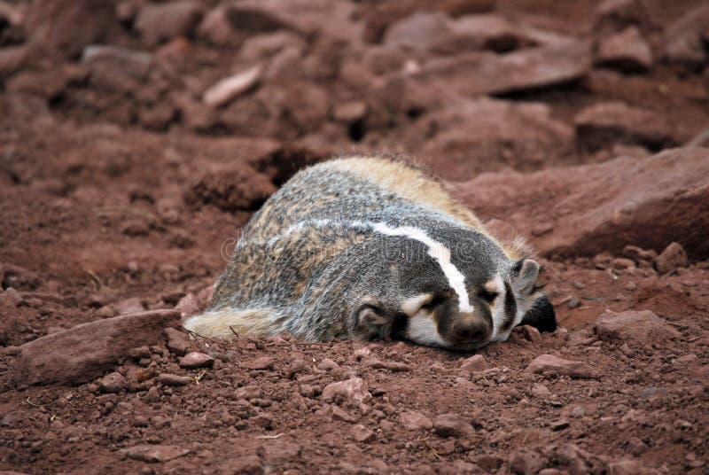 Sleeping badger stock photo. Image of alone, sleeping - 9786900