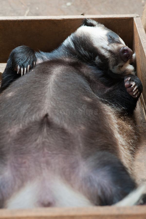 Sleeping badger stock photo. Image of hunting, carnivore - 45756782