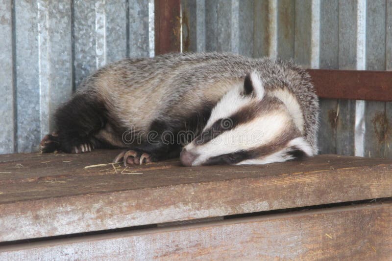 Sleeping Badger Lying on a Shelf Stock Image - Image of squirrel, bear ...