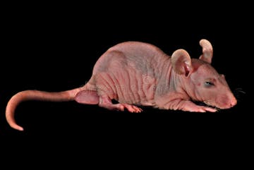 1,069 Bald Mouse Stock Photos - Free & Royalty-Free Stock Photos from ...