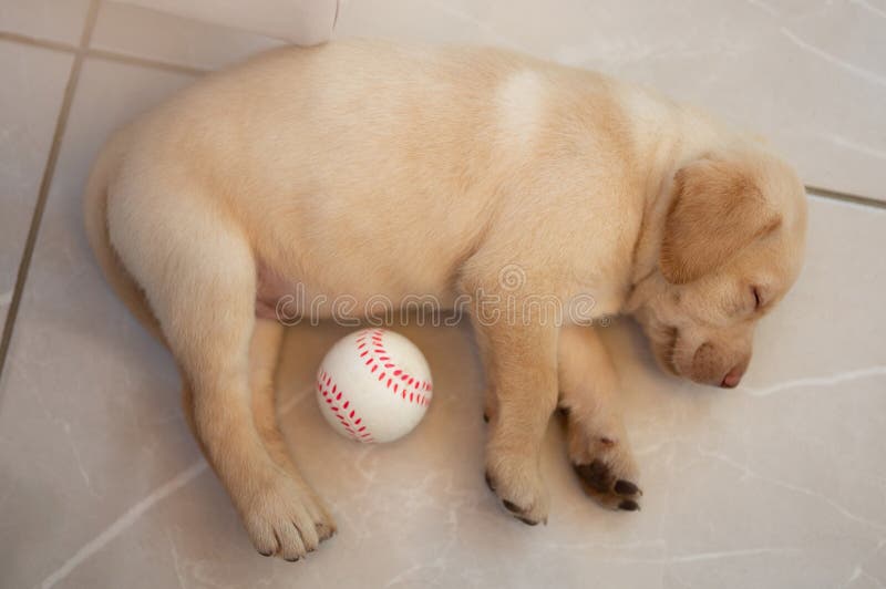 Sleeping with Ball Labrador Puppy Stock Image - Image of cute, living ...