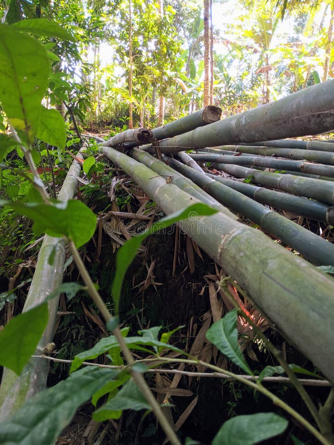 Sleeping Bambu in the Forest Stock Photo - Image of trunk, leaf: 267192416