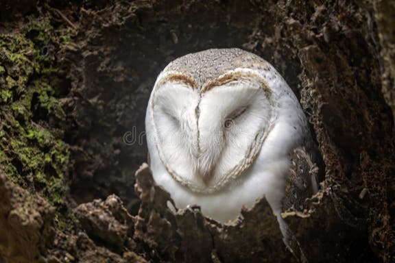A sleeping barn owl stock photo. Image of bird, barn - 333416460