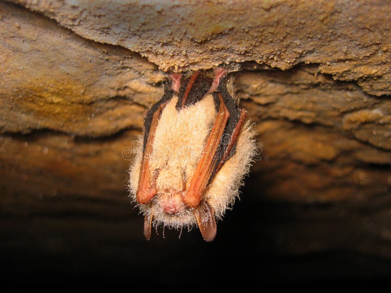 Sleeping bat stock photo. Image of cave, moist, sleep - 1825298