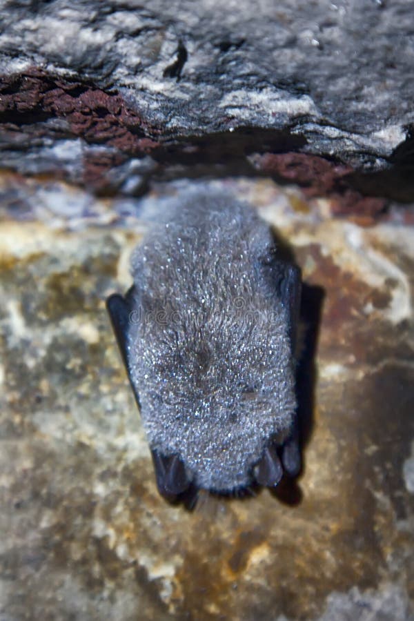 Little Brown Bat Sleeping stock photo. Image of wild, nature - 3259024