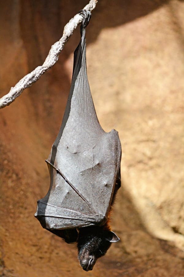 Sleeping bat stock photo. Image of malaysian, mega, hanging - 82523902