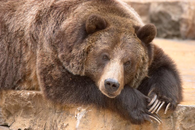 Sleeping Bear stock image. Image of peaceful, tired, cute - 4933
