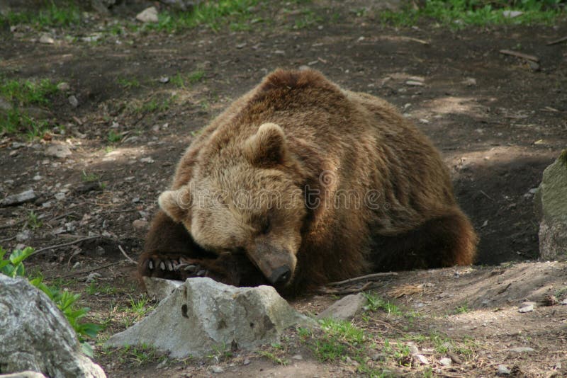 Sleeping bear stock image. Image of animal, carnivore - 2712775