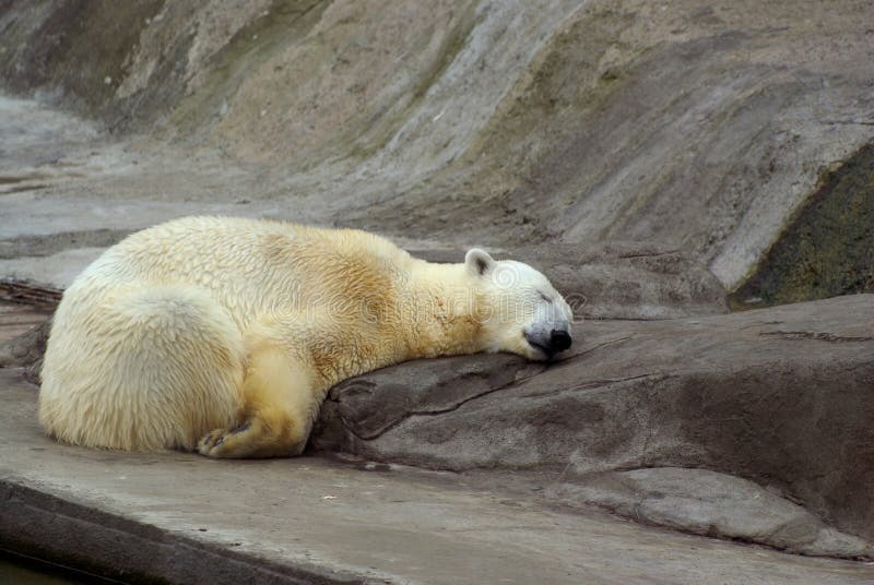 Sleeping bear stock image. Image of animal, carnivore - 2712775