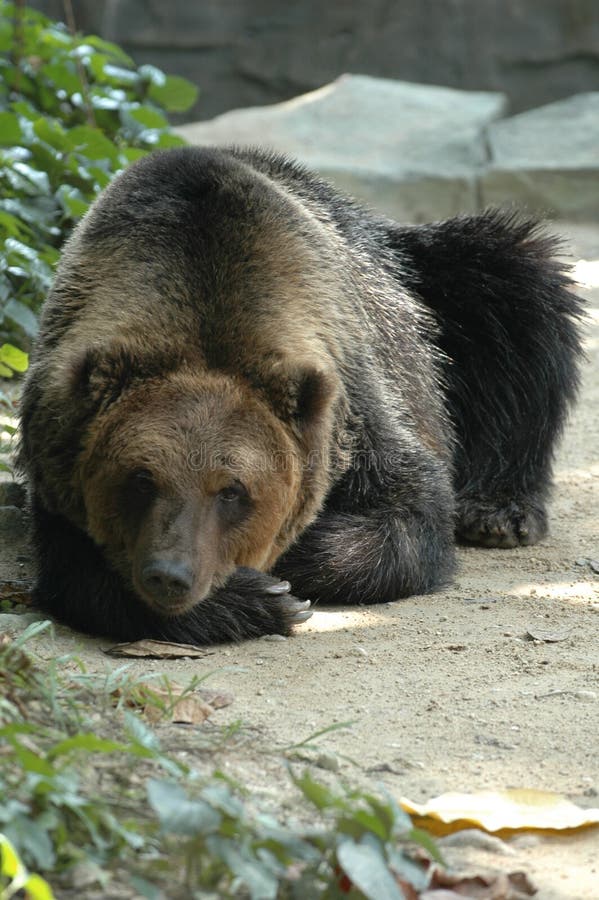 The sleeping bear stock photo. Image of elegant, cultural - 84169992