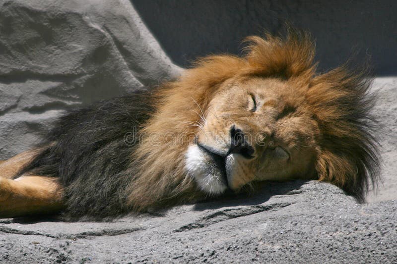 Sleeping Beast 2 stock photo. Image of hair, eyes, sunlight - 2393044