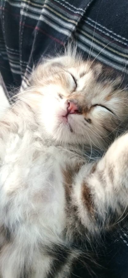 Mixdom Cat Stock Photos - Free & Royalty-Free Stock Photos from Dreamstime