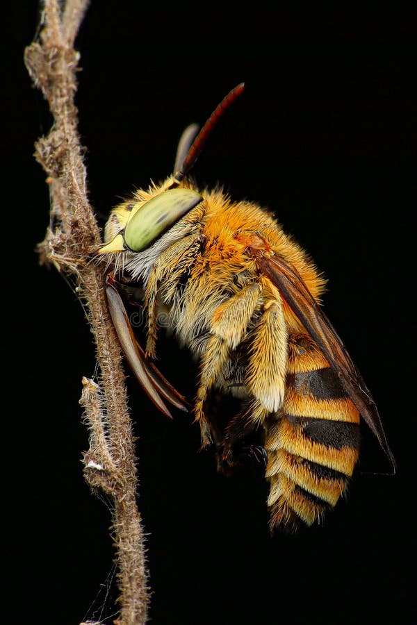 A Sleeping Bee by Biting a Dry Twig, he Will Start To Be Active when ...