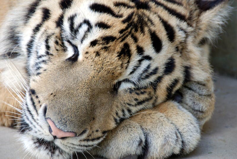 Sleeping Bengal Tiger Royalty Free Stock Images - Image: 9013889