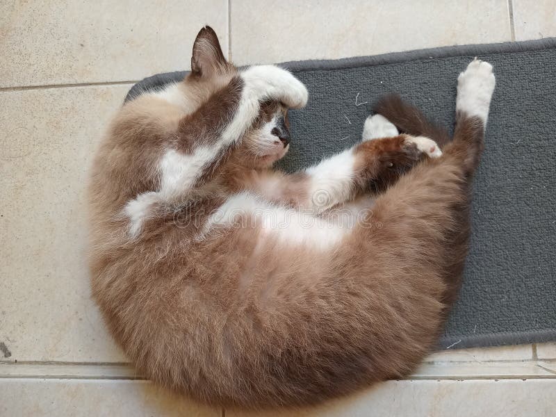 Sleeping Big Cat with Cute Pose Stock Photo - Image of tomcat, fangs ...