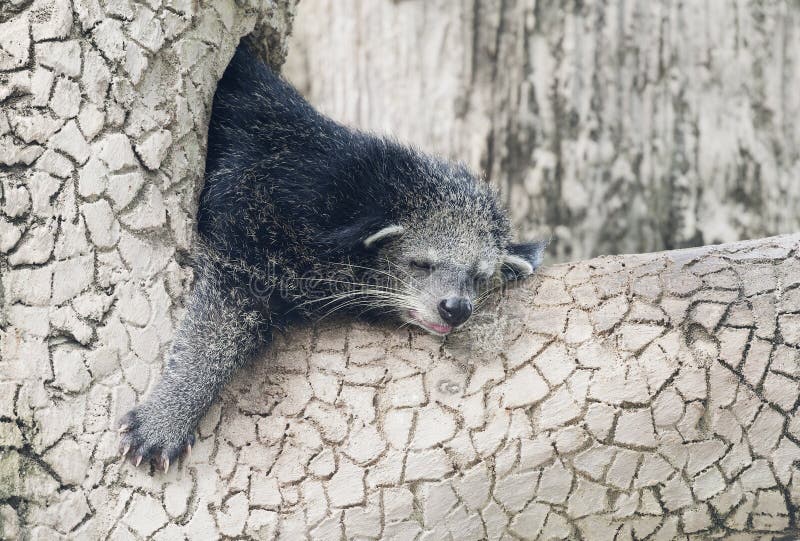 Sleeping Binturong on a Tree Stock Image - Image of head, environment ...