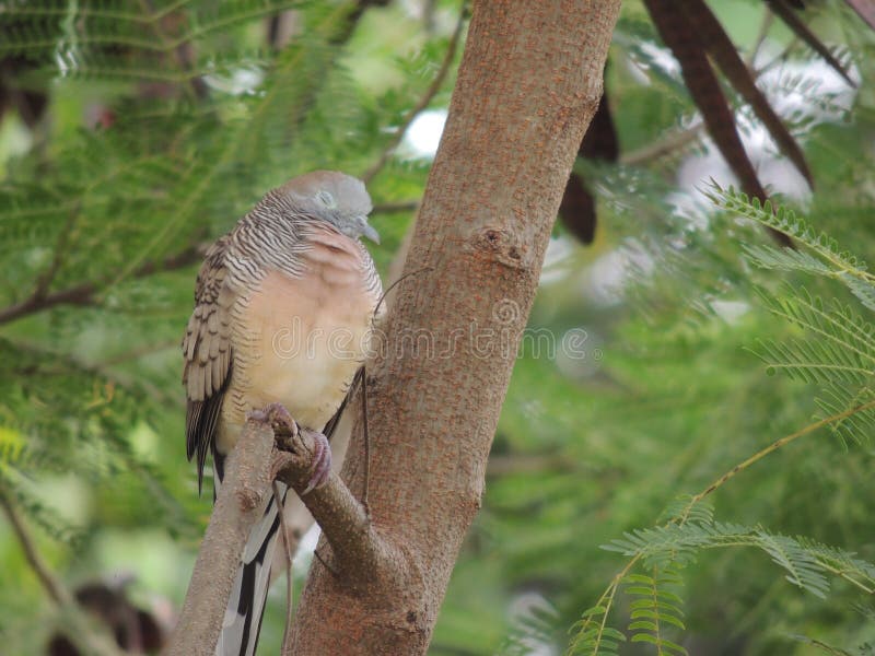Sleeping bird stock photo. Image of sleeping, branch - 103170146