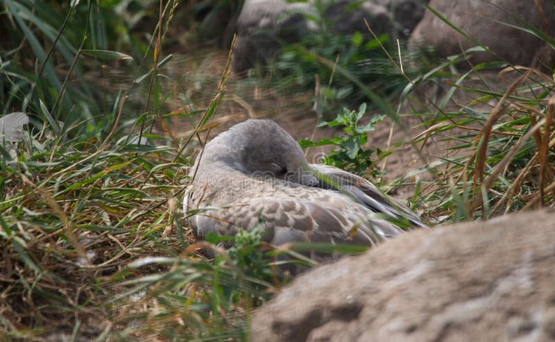 Sleeping Bird in the Grasss Stock Image - Image of feathers, grass ...