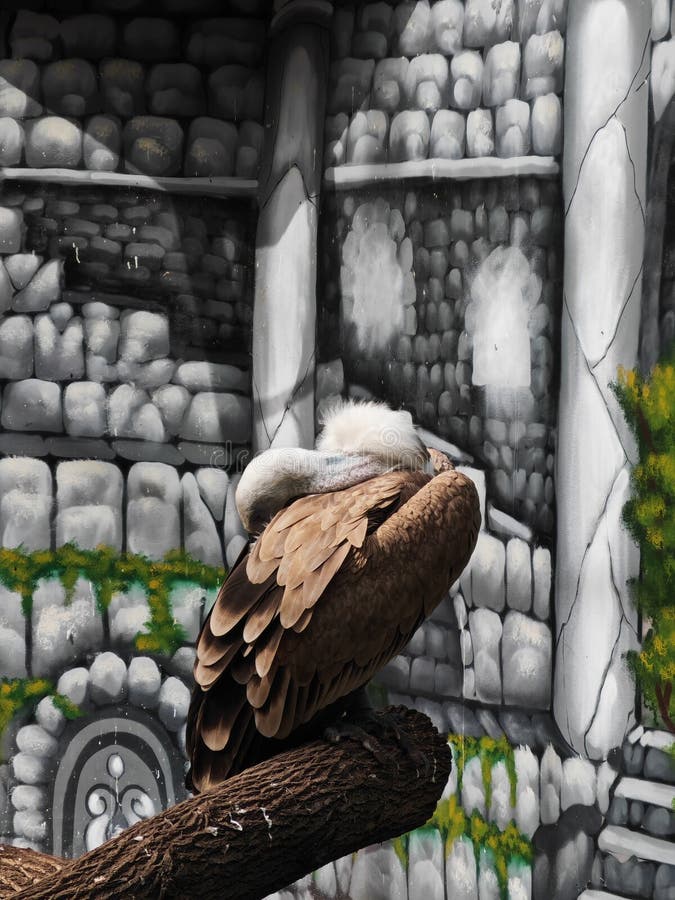 A Sleeping Bird on a Log - a White-headed Vulture Stock Photo - Image of white, sleeping: 402674564