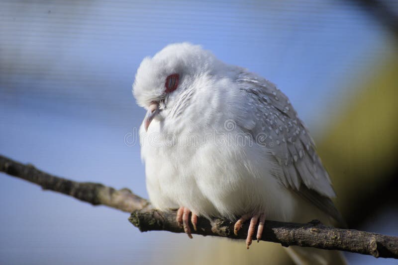 Sleeping bird stock image. Image of close, small, silouette - 109700015