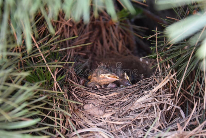 Birds sleeping stock image. Image of kowloon, garden - 27716315