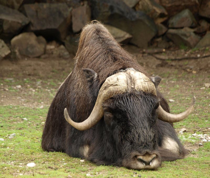 Sleeping bison stock photo. Image of grass, pilsen, horns - 15504860
