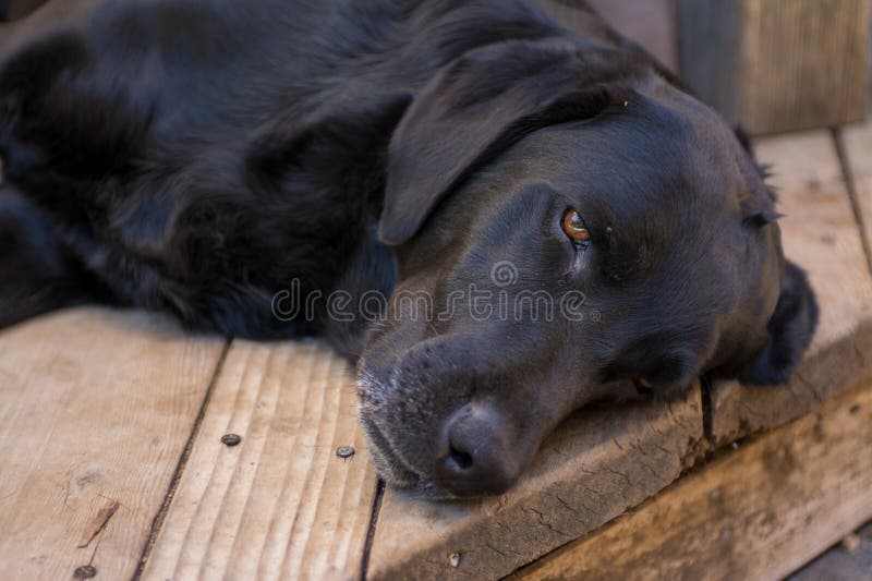 Sleeping Black Labrador Retriever Stock Image - Image of head, surface ...