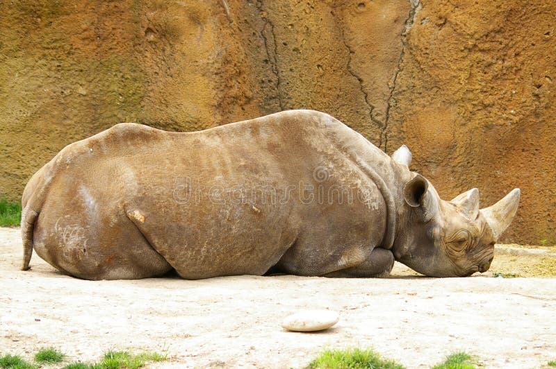 Sleeping Black Rhino Picture. Image: 701395