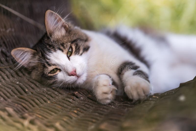 Sleeping Blonde Cat Inside a Wicker Basket Outdoors on a Summer Day ...