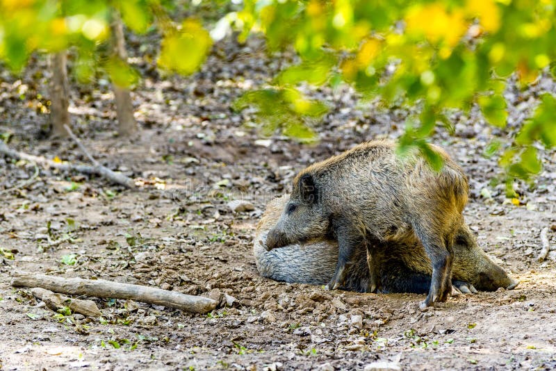 Sleeping Boar stock photo. Image of nature, snout, wild - 31660348