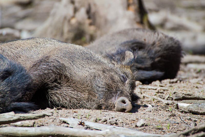 Sleeping Boar stock photo. Image of nature, snout, wild - 31660348
