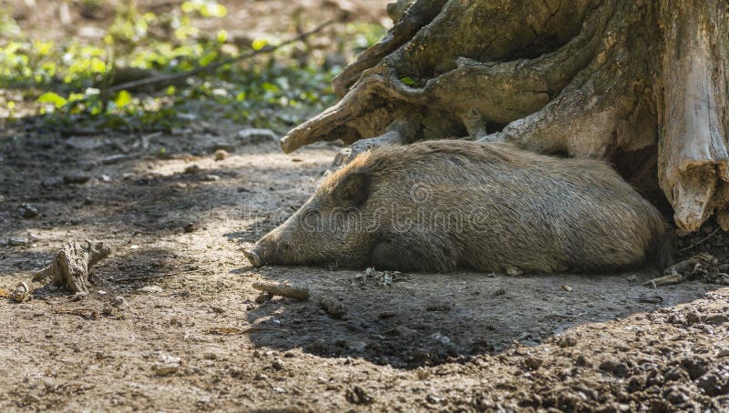 Sleeping Boar stock photo. Image of nature, snout, wild - 31660348