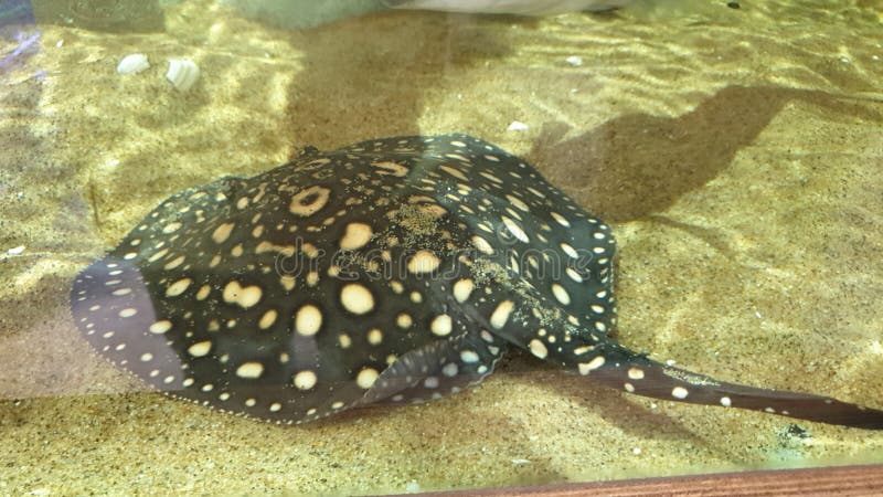 Sleeping at the Bottom editorial image. Image of spots - 254236210