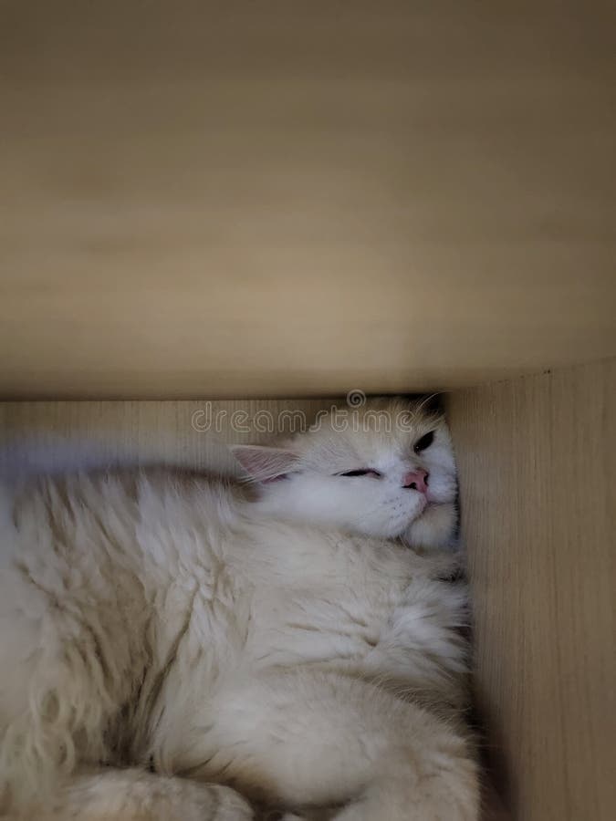 Sleeping box stock image. Image of sleeping, white, cute - 266624701