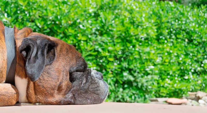 Sleeping Boxer Dog stock image. Image of cute, kanine - 10882769