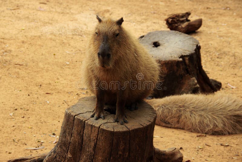 349 Capybara Sitting Stock Photos - Free & Royalty-Free Stock Photos ...