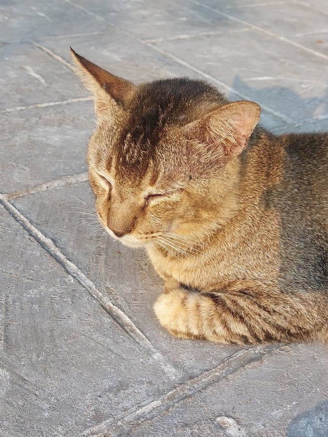 Sleeping Brown Cat Woth Black Stripes Stock Photo - Image of animal ...